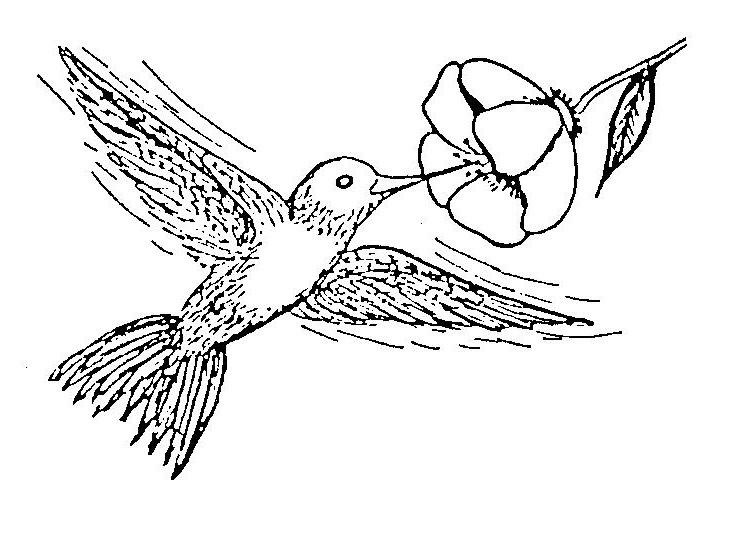 Hummingbird Flower Stamps Galore